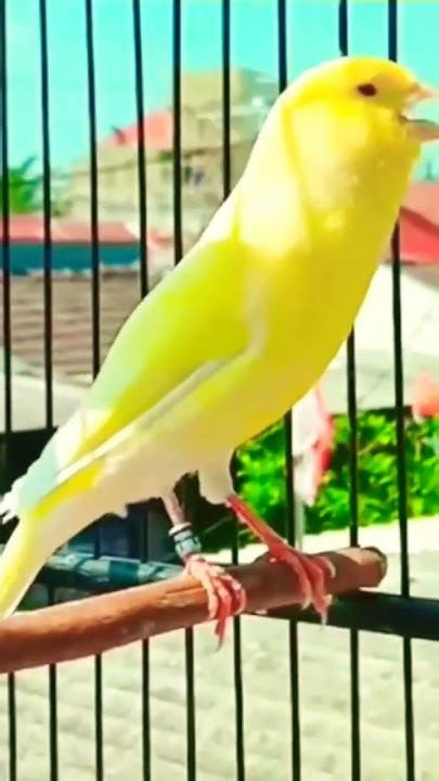 Burung Kenari კანარის ჩიტი کینری پرندہ कैनरी पक्षी канарейка канарий куш Kanareyka Qushi