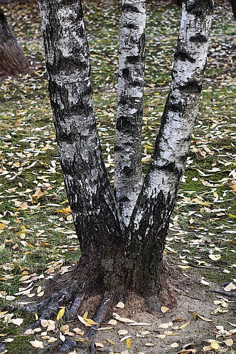 桦树的三倍树干，一根