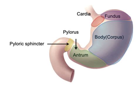 DEN The Gastrointestinal Tract Flashcards Quizlet