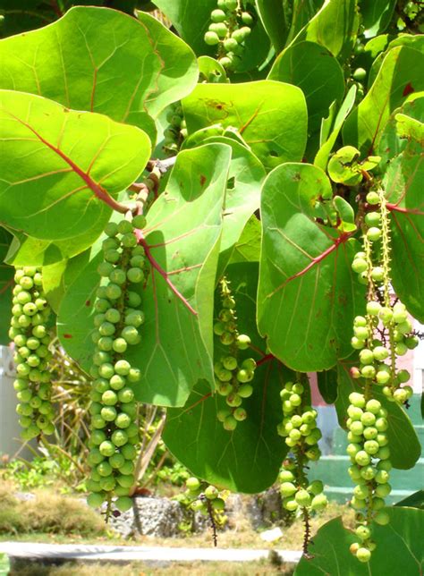 Sea Grapes 2 – Abaco Sun