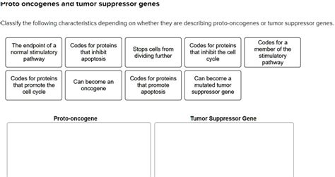Proto Oncogenes And Tumor Suppressor Genes Classify The Following Characteristics Depending On
