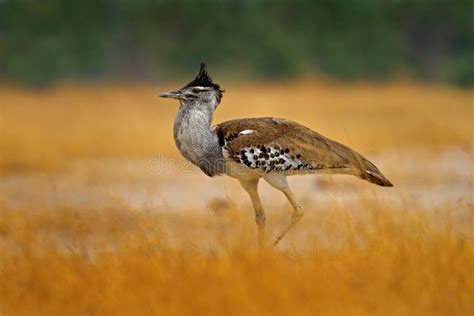 Kori Bustard Ardeotis Kori Largest Flying Bird Native To Africa Bird