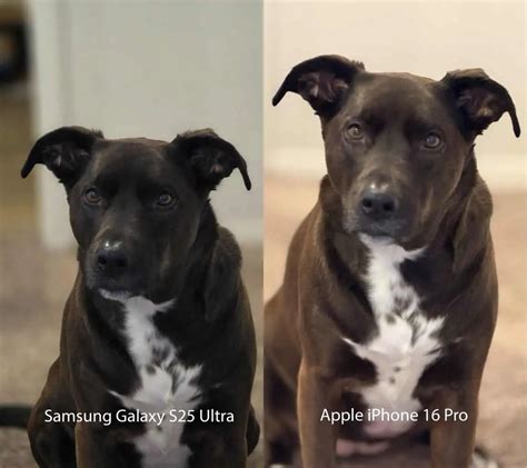 Galaxy S Ultra Vs Iphone Pro Camera Comparison Can Samsung Beat A Month Old Iphone