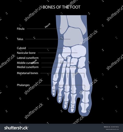 Foot Bone Anatomy Labeled