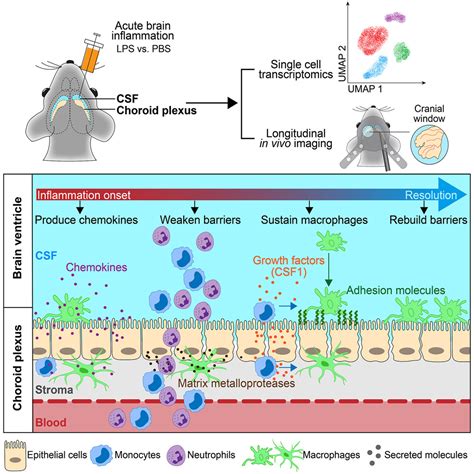 The Choroid Plexus Synergizes With Immune Cells During Neuroinflammation Cell