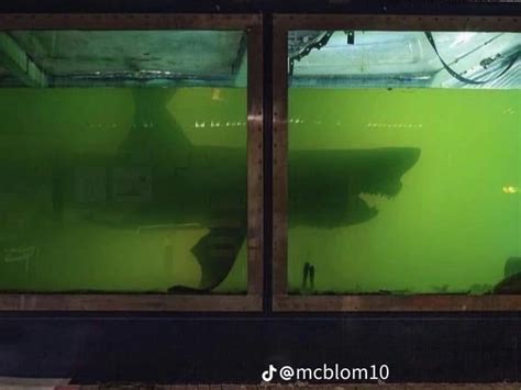 Preserved Great White Shark In An Abandoned Museumpark In Bass