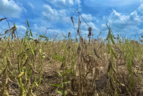 Economia Cresce No Começo Do Ano Puxada Por Agro Serviços E Consumo