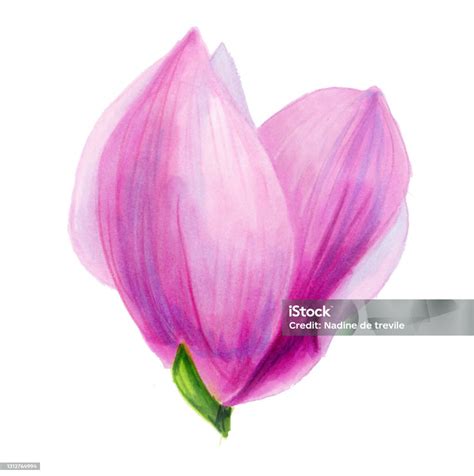 핑크 목련 꽃 식물 학적 그림 봄 꽃 엽서 초대장 결혼식 및 휴일 장식의 디자인을위한 아름다운 수채화 그림 0명에 대한 스톡