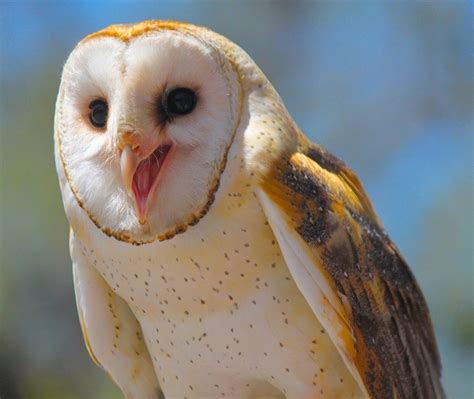 Create Meme Australian Barn Owl The Barn Owl Barn Owl Owl