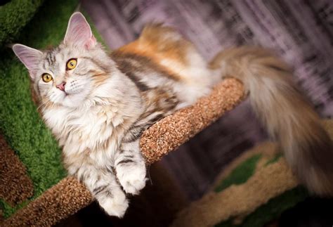 Gato Maine Coon Características Carácter Y Salud Con Fotos