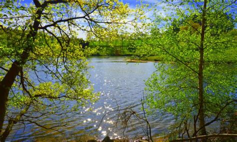 Free Images Tree Nature Forest Bench Sunlight Leaf Flower Lake