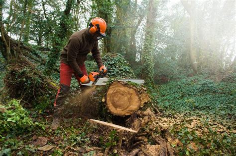 The 8 Best Chainsaws Of 2019