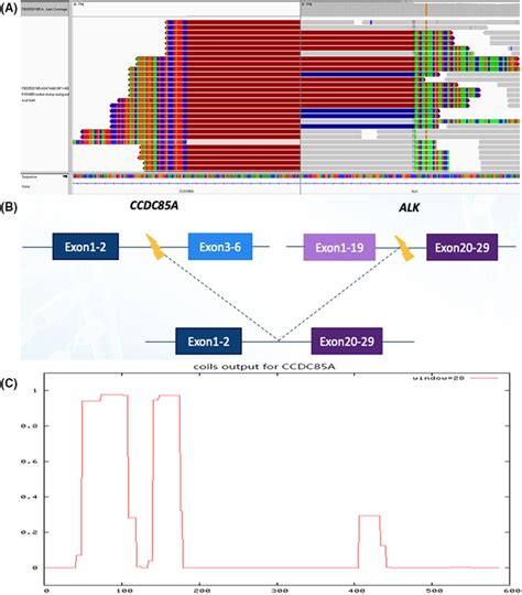 A Integrative Genomics Viewer Snapshot Of Ccdc85a‐alk By