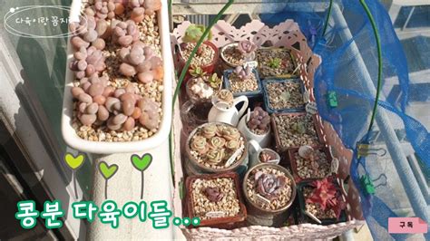 콩분에 미니 다육이들 소개할게요 Youtube