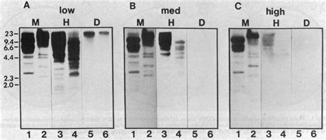 Southern Blots Of Total Cellular Dna Isolated From Viral Infected Or