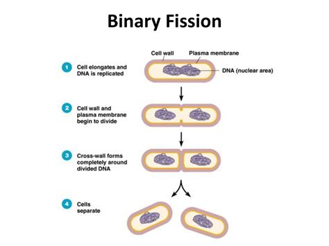 Bacterial Growth And Reproduction Ppt Download