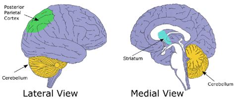 Brain Regions Involved In Egocentric Spatial Representation Download Scientific Diagram