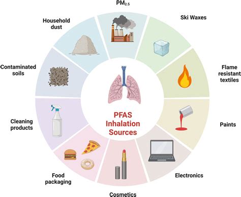 Frontiers Per And Poly Fluoroalkyl Substances Pfas Effects On Lung Health A Perspective On