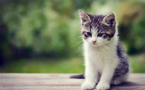 Cute Kitten Desktop Wallpaper 60 Images Cute Kitten Desktop Wallpaper 60 Images