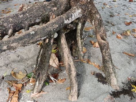 Branched Tree Roots Stock Image Image Of Tree Branched