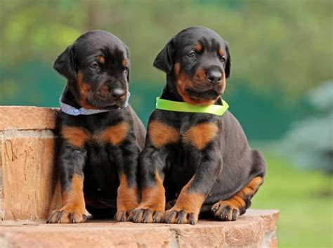 Doberman Pinscher Progression Growth Chart Milestones And Training