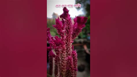 আমার ছাদ বাগানের মোরগ ফুল গাছ ফুলে ভরে গেছে Cockscomb In Pot Chade