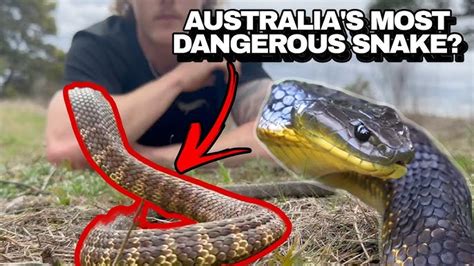 Slithering Serpents Australias Deadliest Snakes Uks Largest Wild