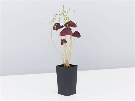 Oxalis Triangularis False Shamrock Buy Online Plants In A Box