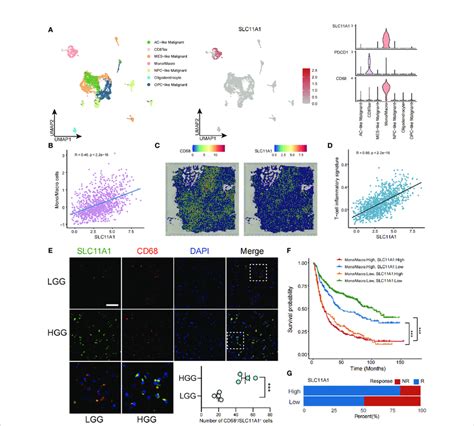 Slc11a1 Expression Implies Tme In Gliomas A Analysis Of Immune Cell