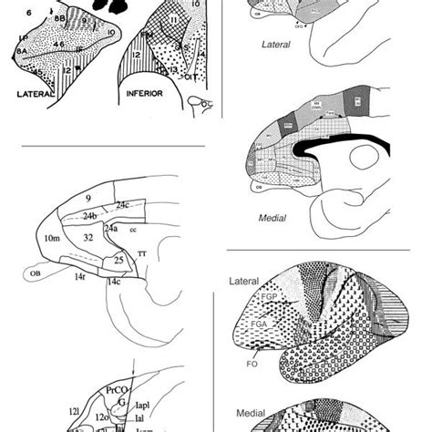 Architectonic Maps Of Monkey Pfc Taken From Four Different Studies A