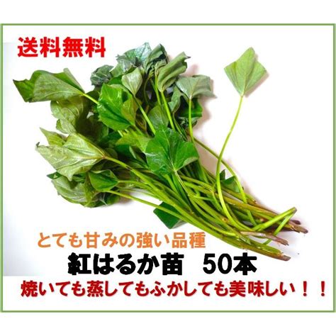 「予約販売」6月10日〜出荷分 紅はるか 切り苗50本 Pvp さつまいも 苗 海外持出禁止 サツマイモ 苗 えーみらいヤフー店 通販