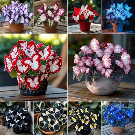 🦋moonlight Butterfly Begonia