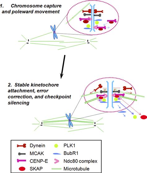 Working Model For Skap Cenp E Interaction In Mitosis Cytoplasmic Download Scientific Diagram