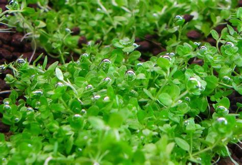 Хемиантус Куба (Hemianthus callitrichoides) | АкваДомик