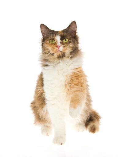 Laperm Cats Cat Breeds