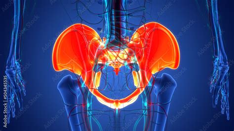 Human Skeleton System Pelvic Girdle Anatomy Stock Illustration Adobe