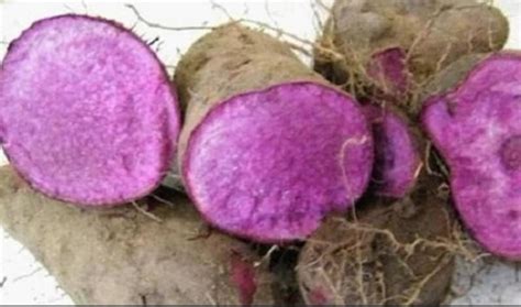 Organic Purple Yam Dioscorea Alata Ube Or Greater Yam Cooked Only