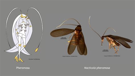 New Species Of Cockroach Named After A Pokémon Tech360tv