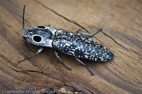 Photo Of The Day Eastern Eyed Click Beetle