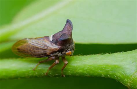Treehopper Bilder Durchsuchen 1 199 Archivfotos Vektorgrafiken Und