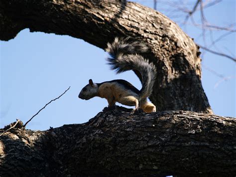 Squirrel Project Noah