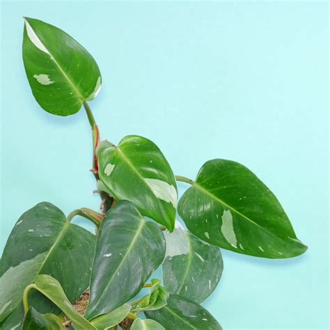 Philodendron "White Princess" Pflege