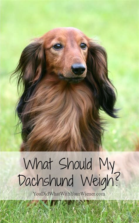 I Get A Lot Of Questions About The Dachshund Breed And Because Our