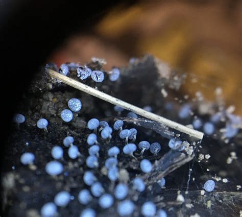 Didymium Sp Torsebro Svamp