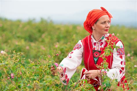 농업 분야에서 장미 꽃을 따기 전통 불가리아 의류와 중년 여성 장미 수확 에센셜 오일 생산 불가리아에 대한 스톡 사진 및 기타 이미지 Istock