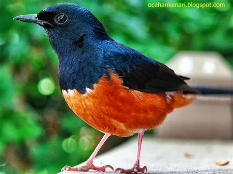 Mengenal Jenis Dan Cara Merawat Murai Batu Ocehan Kenari