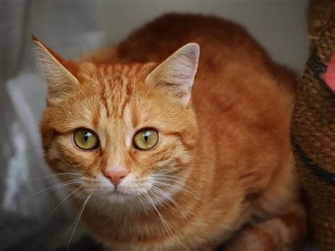 Conoce A Personas Con Gustos Similares En Un Chat Sumiso En Línea I