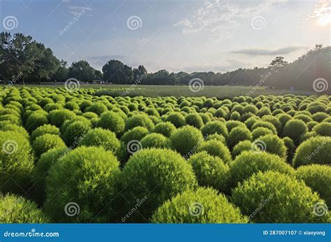 Kochia Scoparia Field And Nature Stock Image Image Of Evergreen
