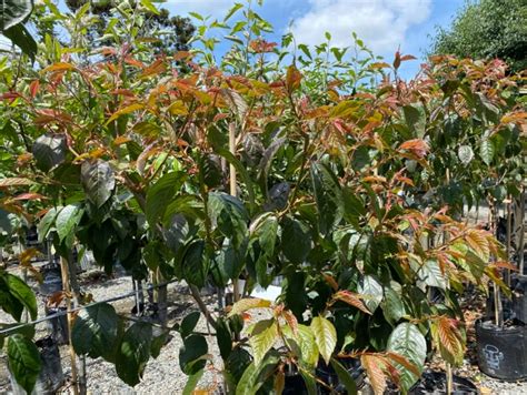 Prunus Camp Pink Cloud Springvale Garden Centre