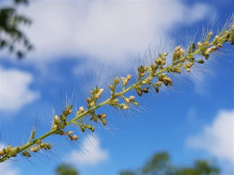 Setaria Setosa Setaria Setosa